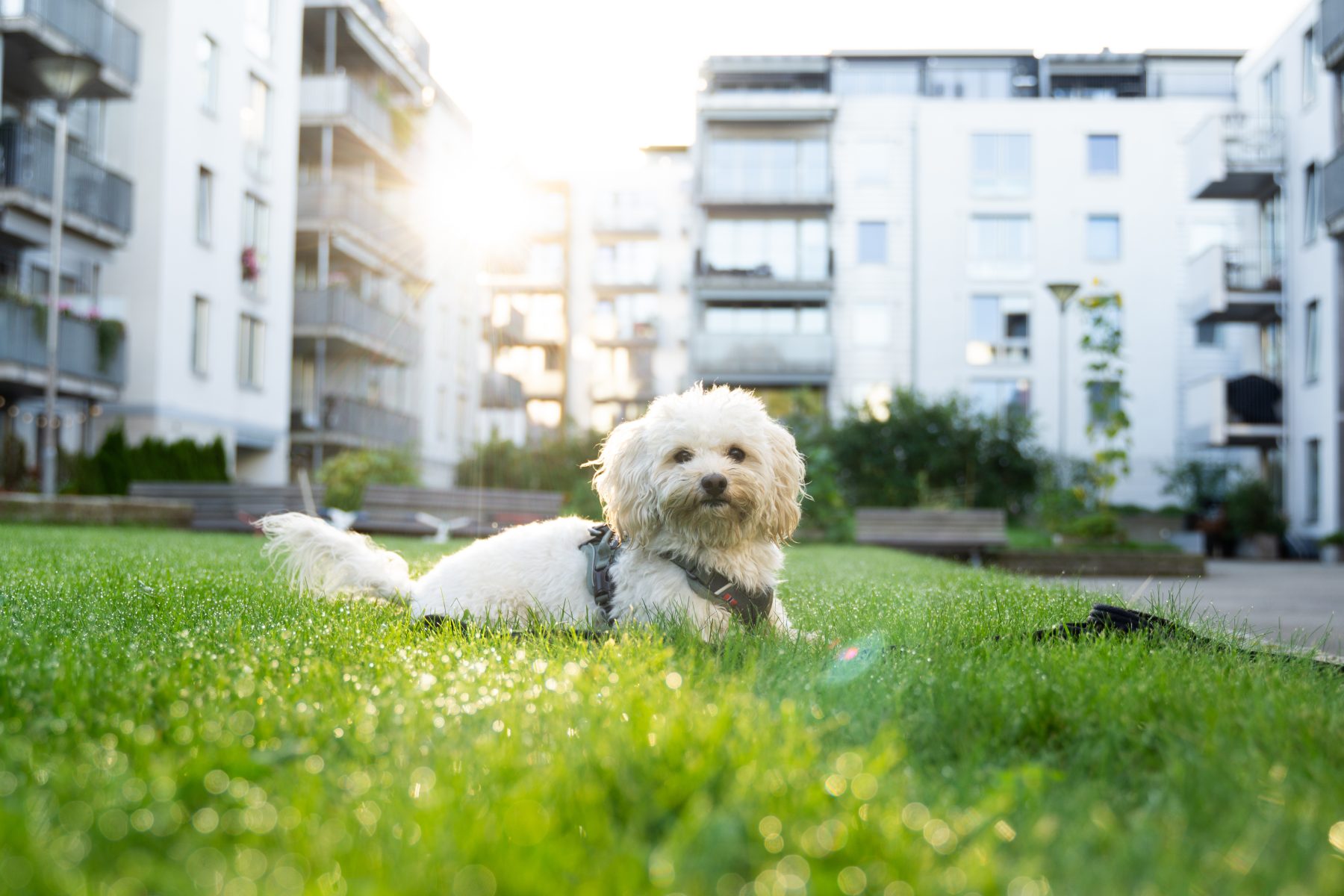 Borettslag: Svar på det du lurer på - BORI BBL